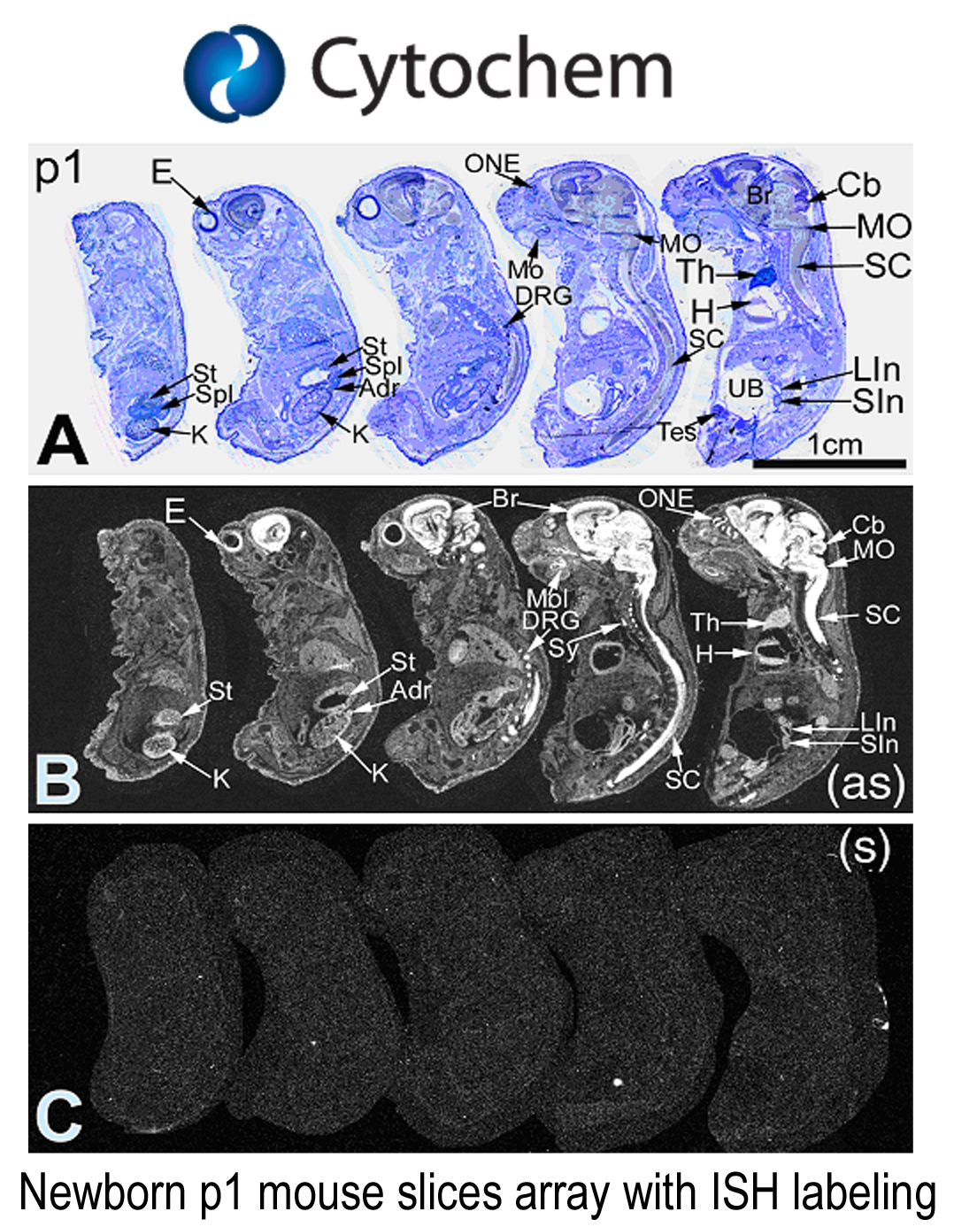 Cytochem - Products & Services: Mouse whole body panels, multiple ...