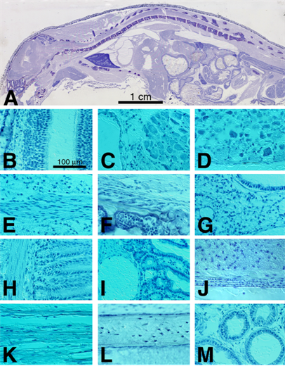Cytochem - Technology -Frozen Tissue Sections
